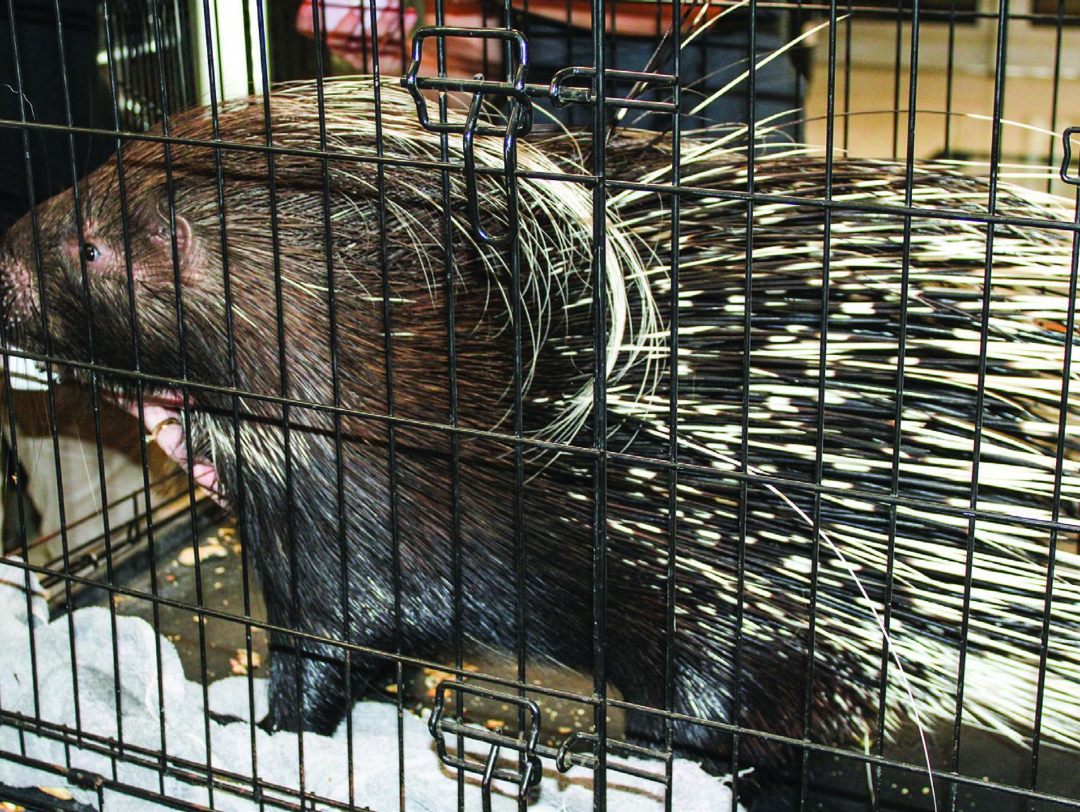 POJO Pride on full display